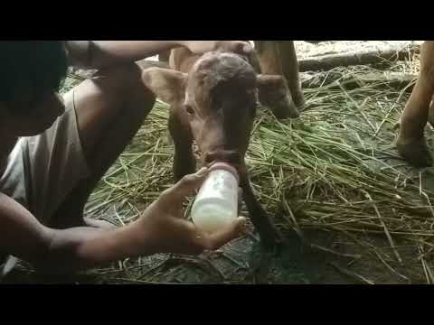 ANAK SAPI NGEDOT EMAK NYA GELI MENYUSUI