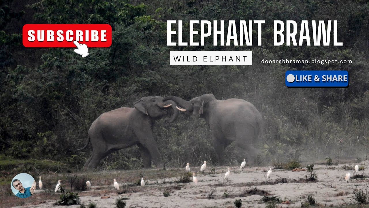 Epic Wild Elephant Fight Caught on Camera: A Battle for Dominance at ...