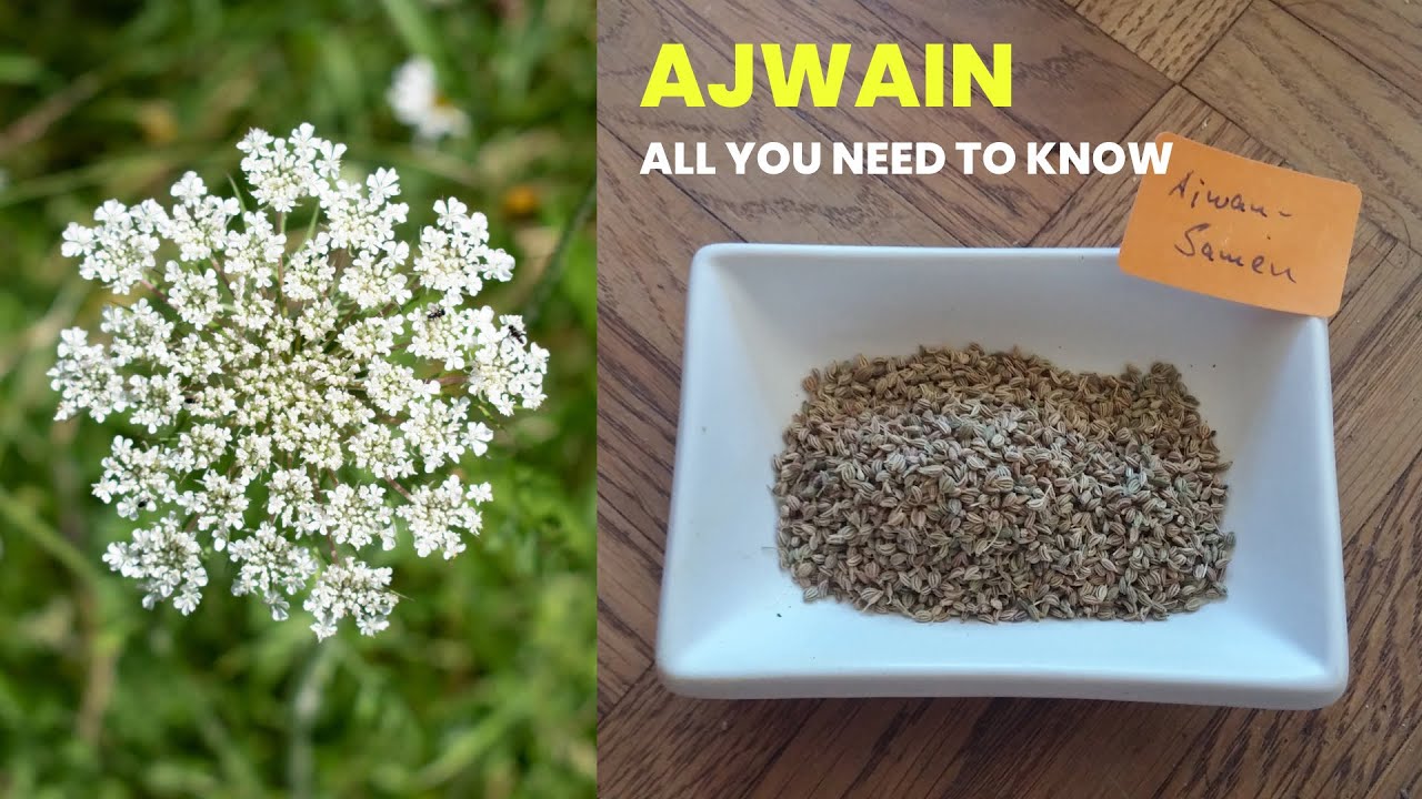 What You Don't Know About AJWAIN Could Change Your Life - YouTube