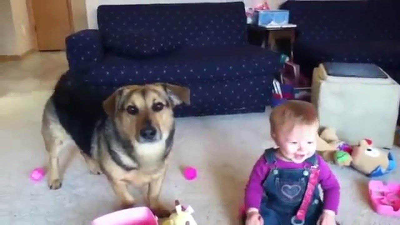 Laugh out loud with super funny dogs, adorable animals🐶🐶🐶 - YouTube
