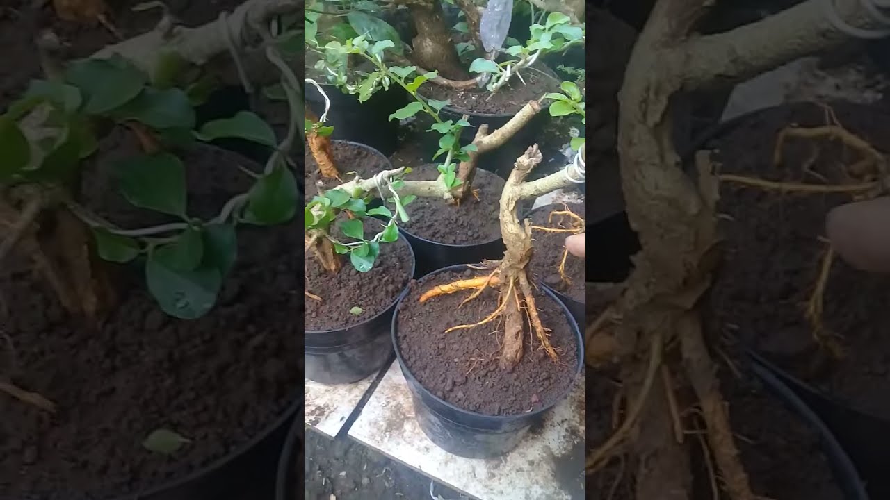 Bakalan Bonsai Sisir & Rukem 2 - YouTube