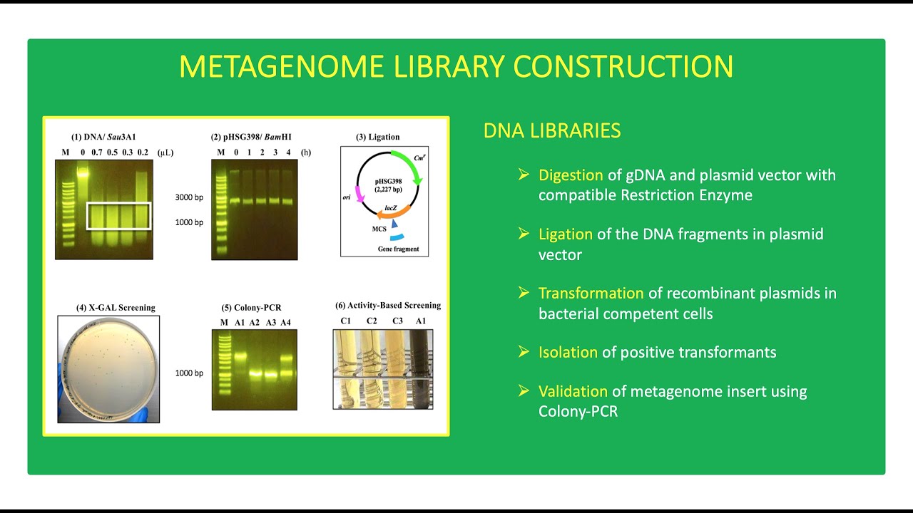 How To Construct A Metagenome Library 👨🏻‍🔬🧬🧫 - YouTube