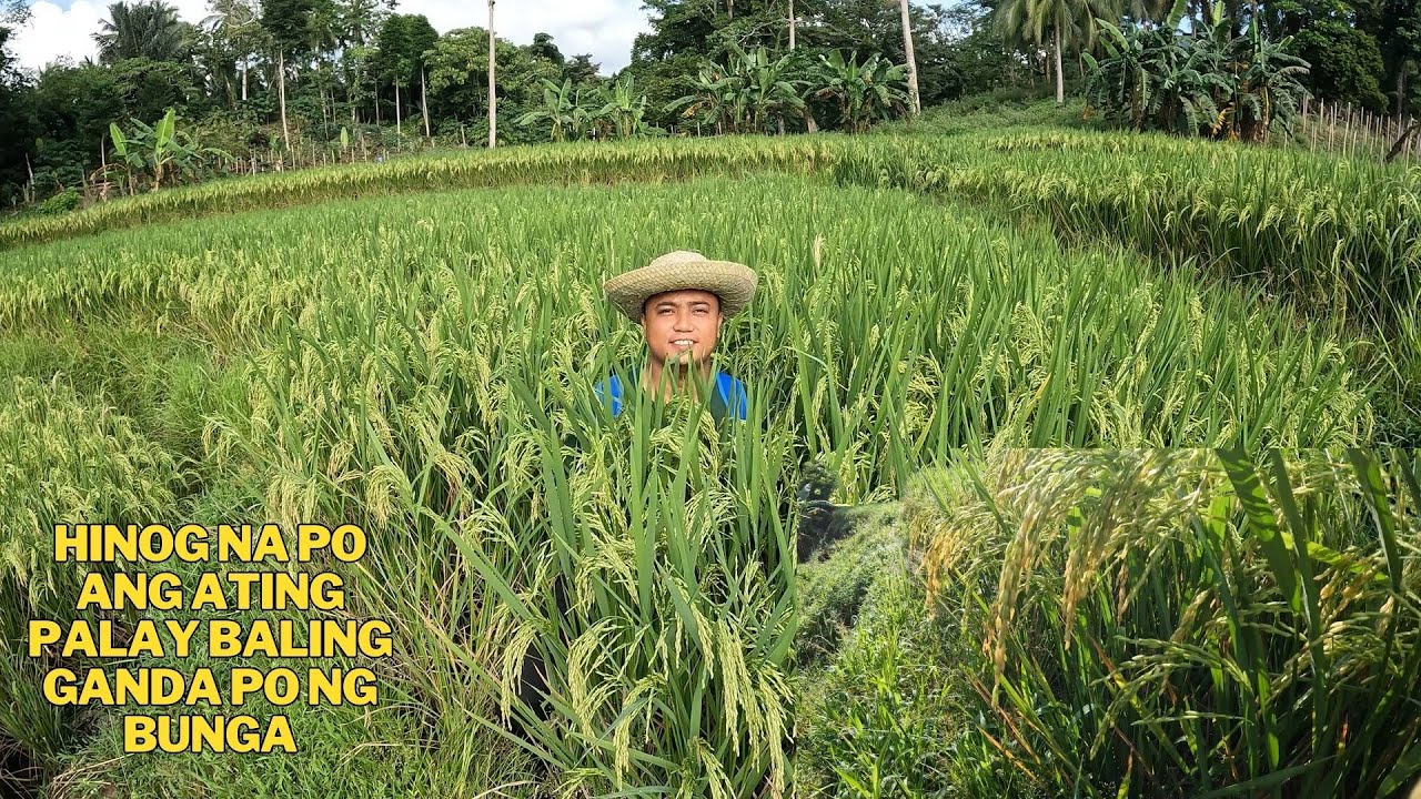 Update sa palay hinog na ganda ng bunga at may nagpadala ng box galing ...