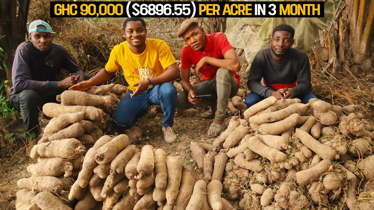 Yam Farming Explained - How To Start a Yam Farm in 2024 (DETAILED ...