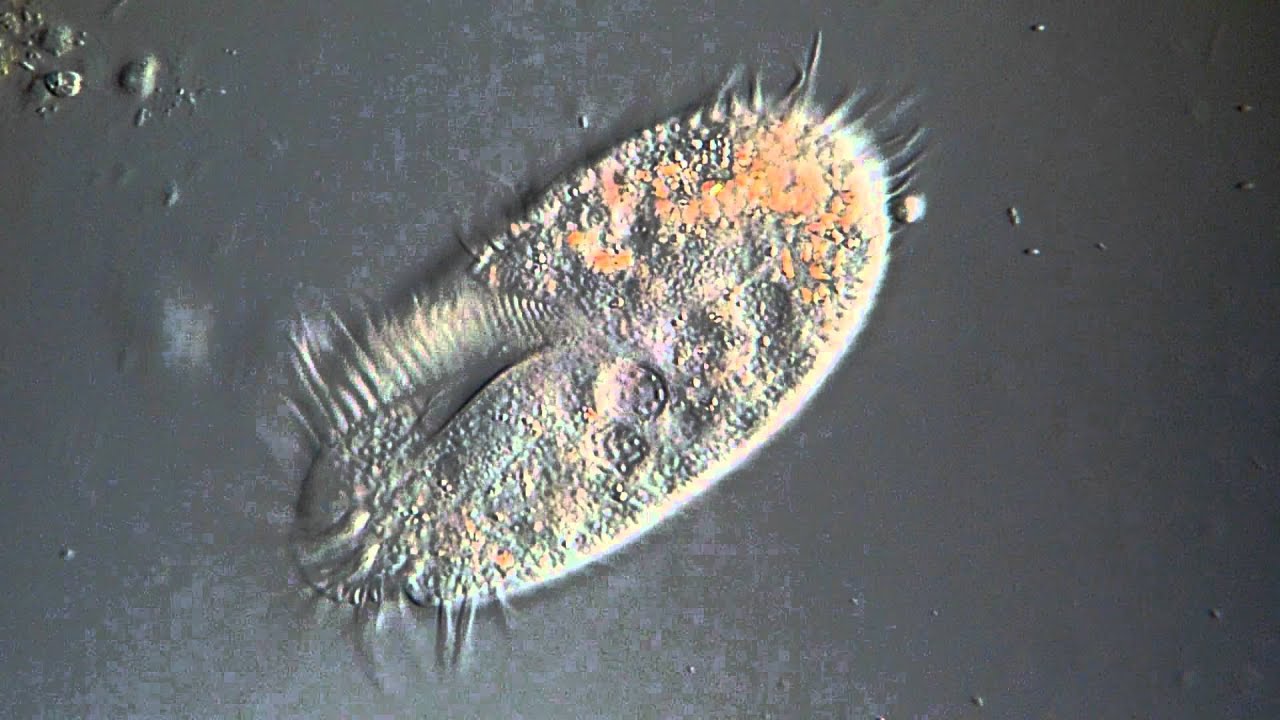 Stylonychia Ciliate YouTube Stylonychia Ciliate YouTube