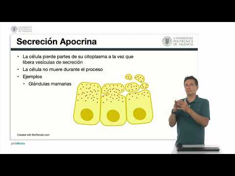 Mecanismos de secreción celular » Mecanicos Valencia