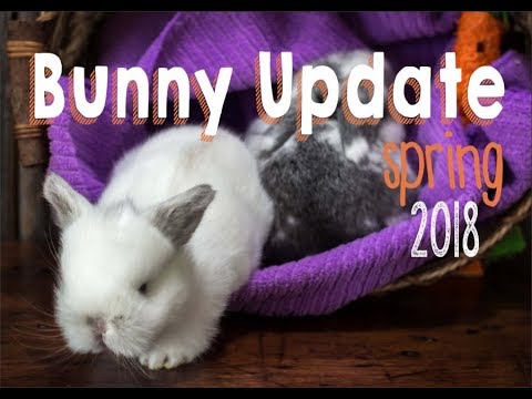 Bunny Update - Spring 2018 Rabbitry Tour - YouTube