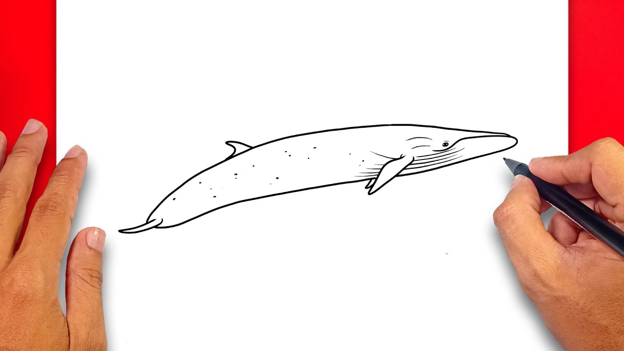 How to draw Sei Whale - Whale Drawing Tutorial - YouTube