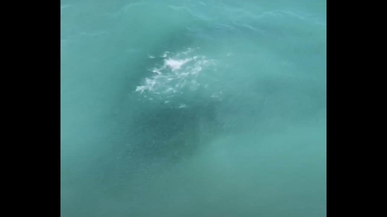 Mullet Run has begun -Officially Fall - YouTube