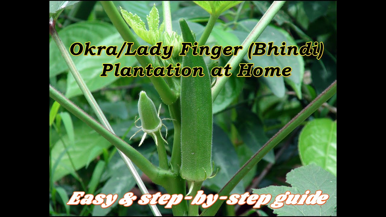 Grow Lady Fingers at Home - YouTube
