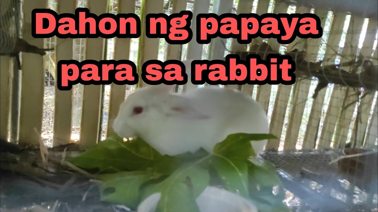 Pwede ba ang Dahon ng papaya para sa ating Rabbit? | Rabbitry ...