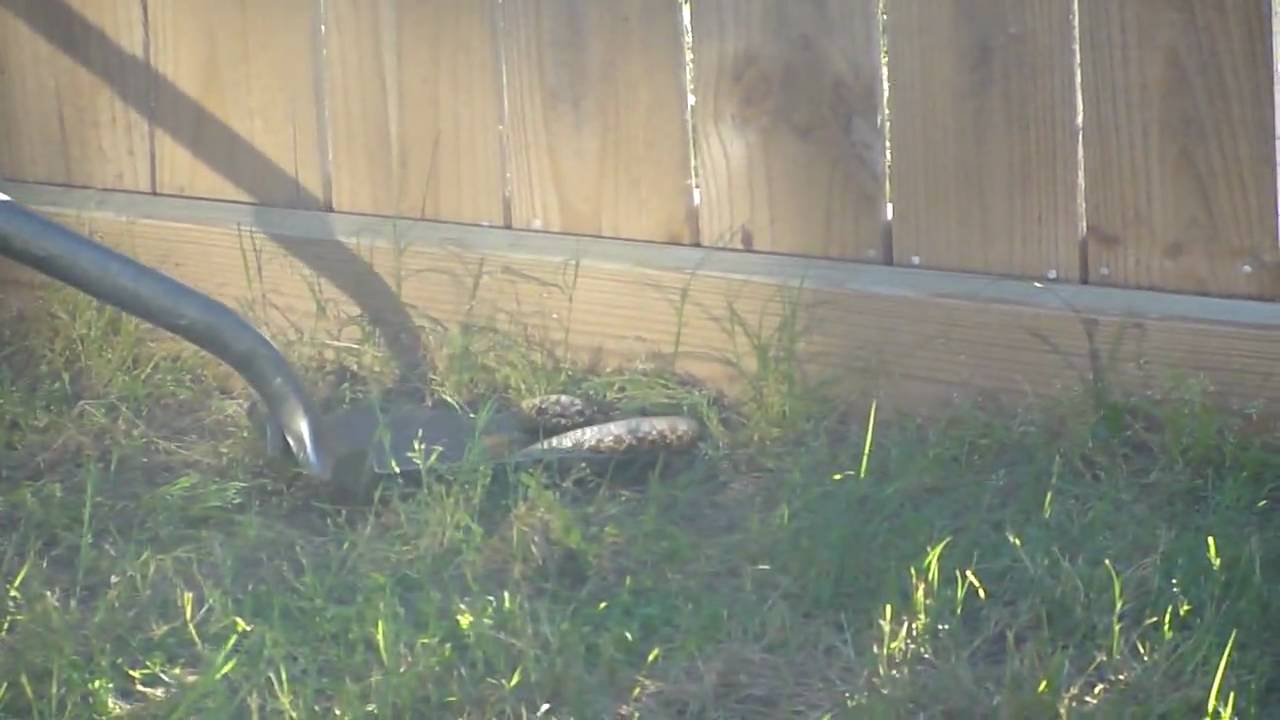 HIDEOUS BEAST II - YouTube