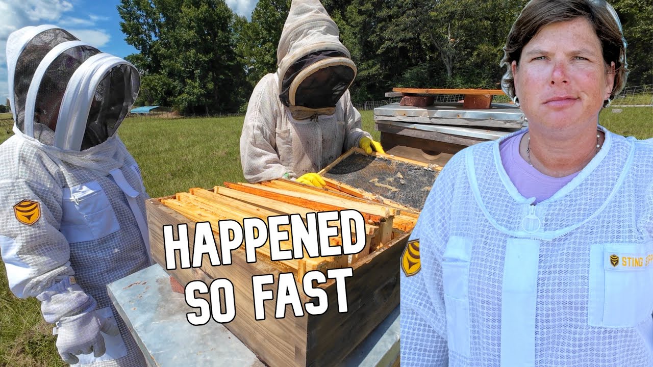One of Our Beehives Was Unexpectedly Attacked & Destroyed! - YouTube
