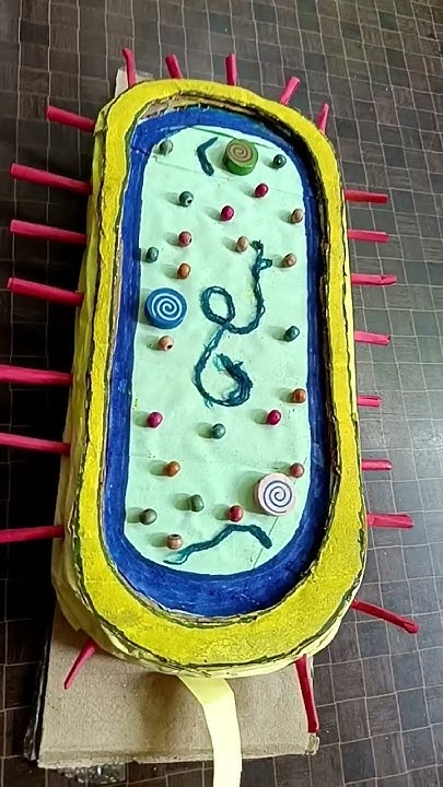 Prokaryotic cell model making 🫧 - YouTube