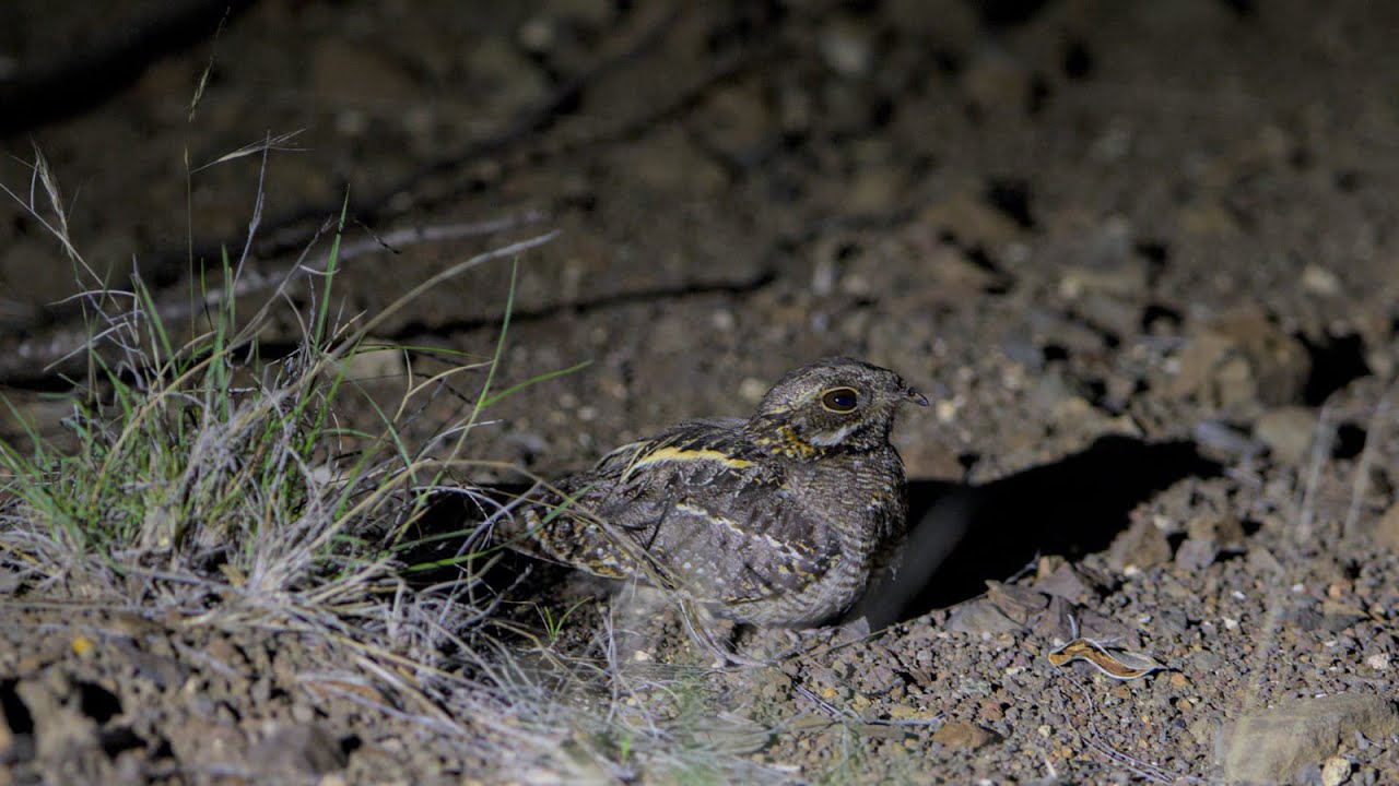 Afrikaanse Naguil - Fiery Necked Nightjar - Rooi Rebel Radio - Voël Kyk ...