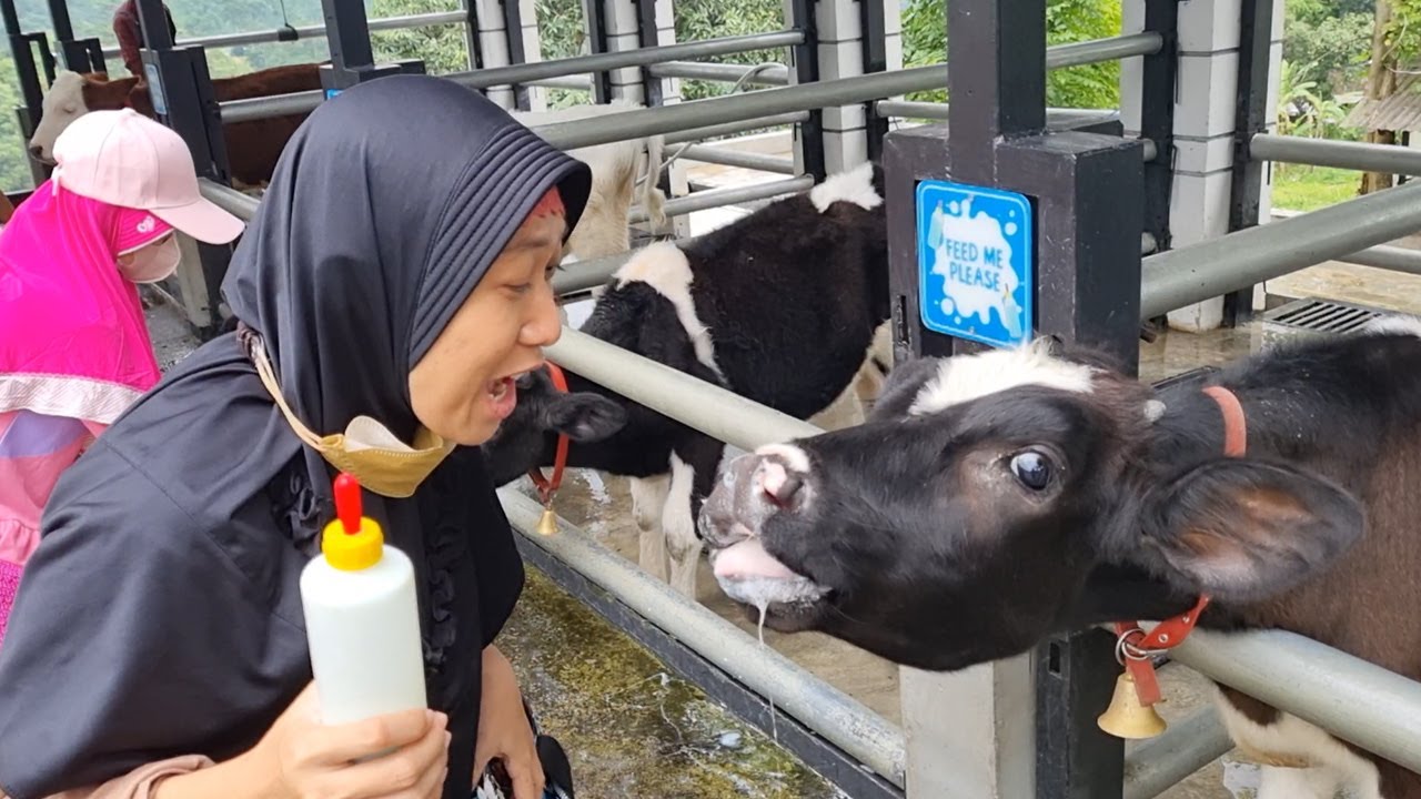 Bayi Sapi Minum Susu - Liburan Seru Ke Cimory Dairyland Part 1 😄 Asti ...