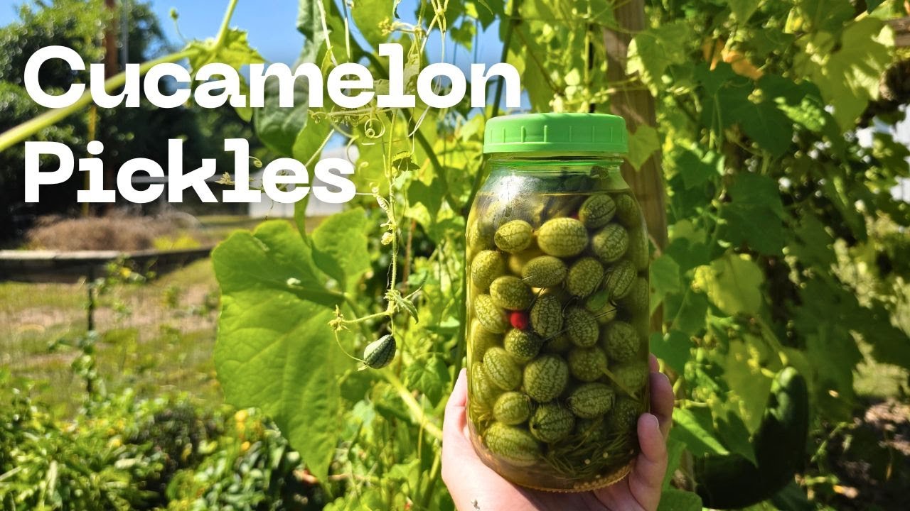 5 Minutes to the CRUNCHIEST Cucamelon Pickles (No Canning!) - YouTube