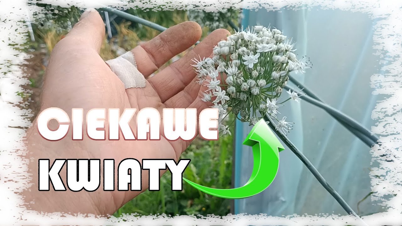 🍀Szkapa w Ogrodzie: Ciekawe kwiaty warzyw w ogrodzie. Kwiat Pora/Kwiat ...