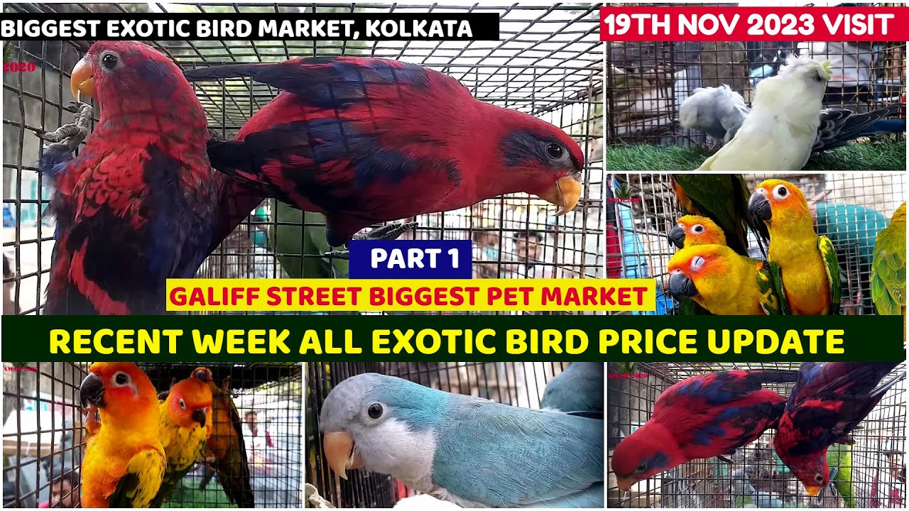 Recent Week All Exotic Bird Price Update | Galiff Street Cheapest ...