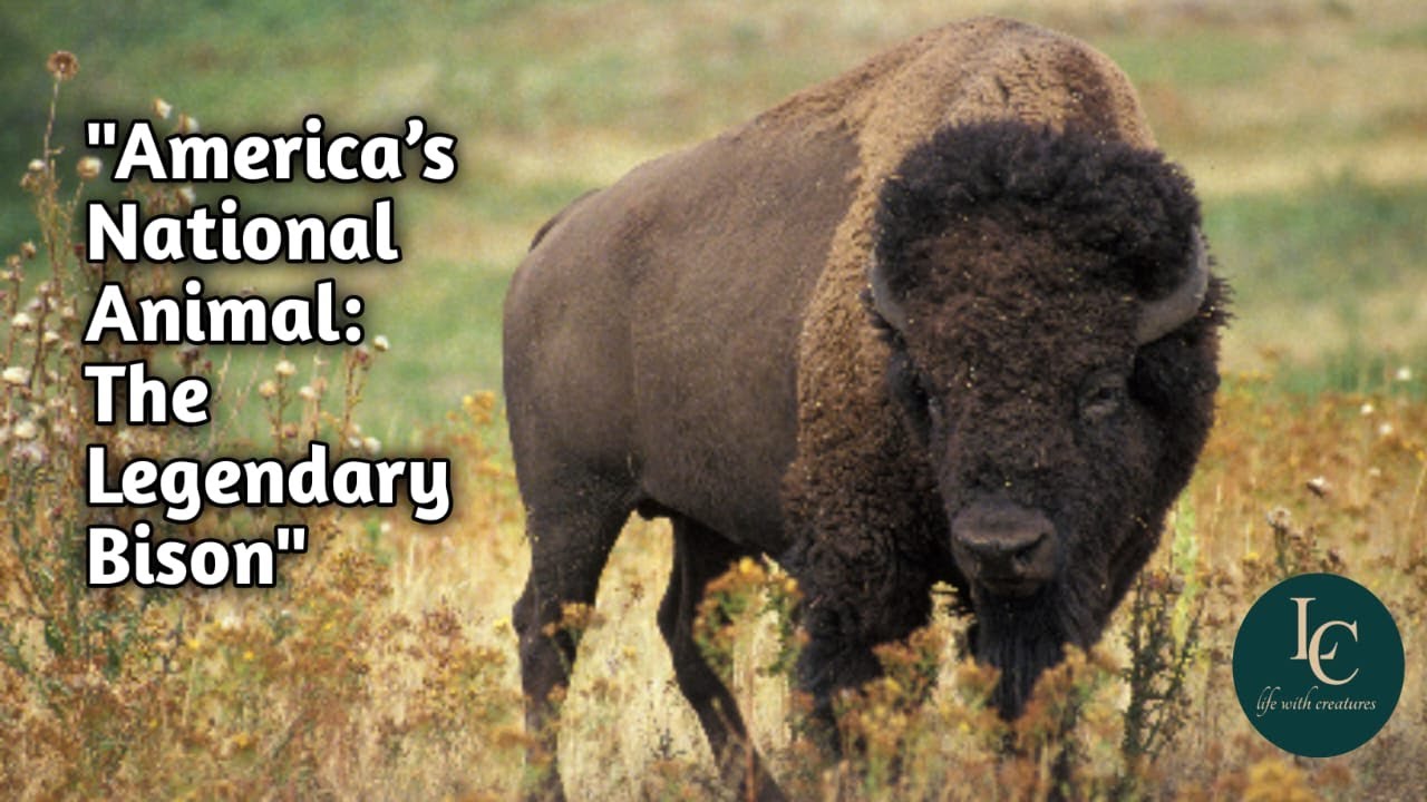 "America’s National Animal: The Legendary Bison"(@Lifewithcreatures ...