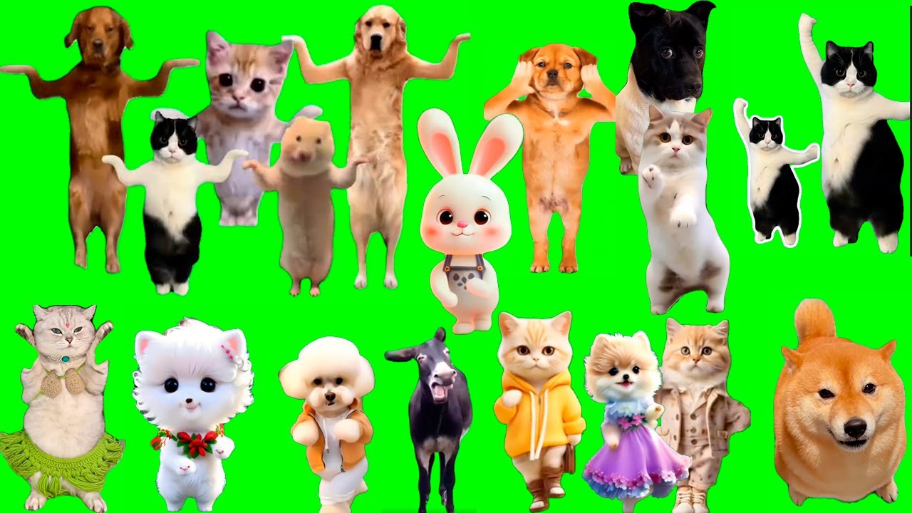 Dog swimming magic green screen | 3d special effects | Animals dancing ...