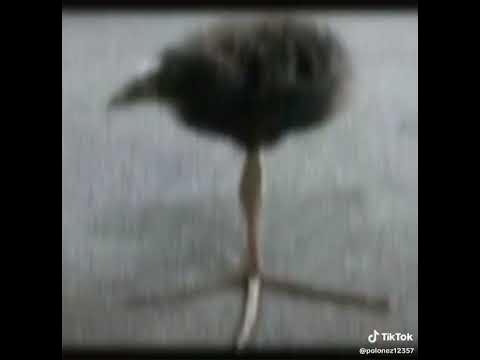 One leg bird t - YouTube
