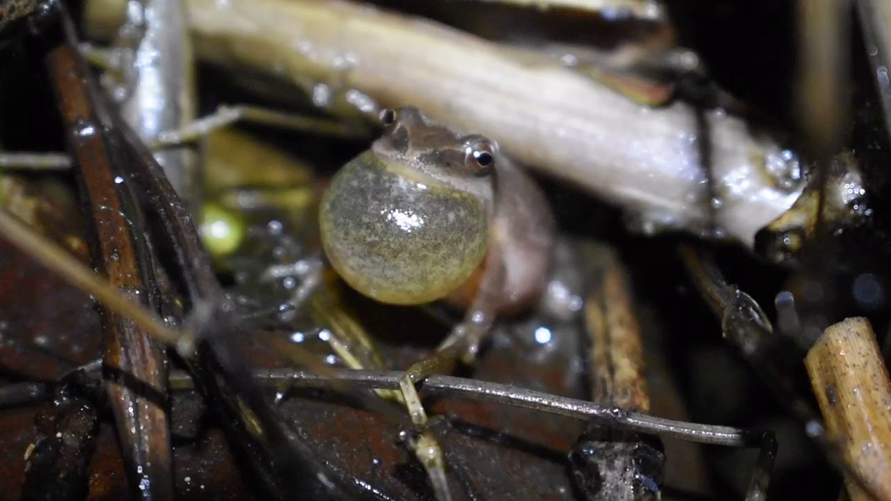Spring Peeper Calling - YouTube