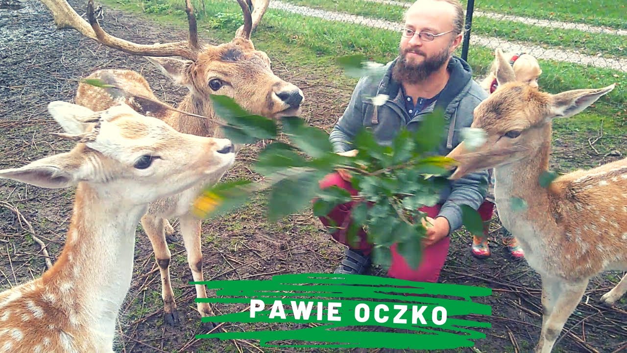 Pawie Oczko - mini zoo pod Warszawą - YouTube