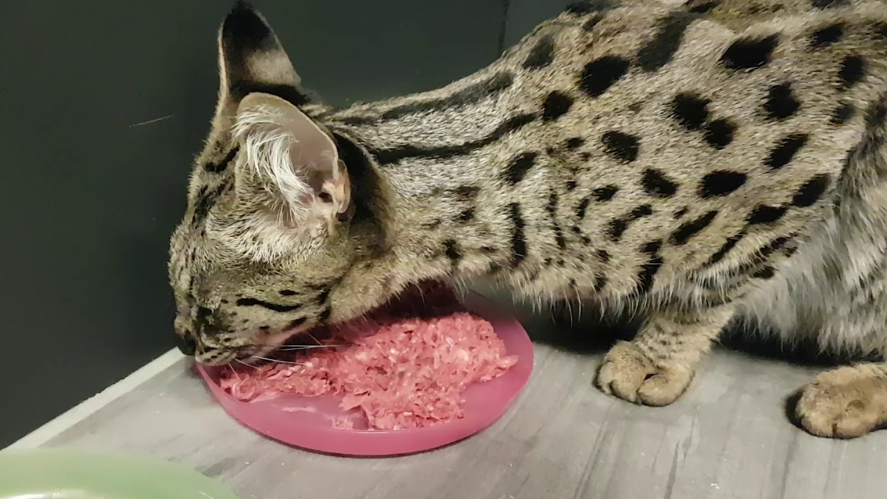 This savannah cat loves rabbit meat 😋 - YouTube