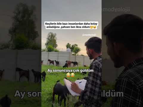 Komik Keçi yavruları yoklama videosu - Keçilerin yoklamasıda böyle oluyor.