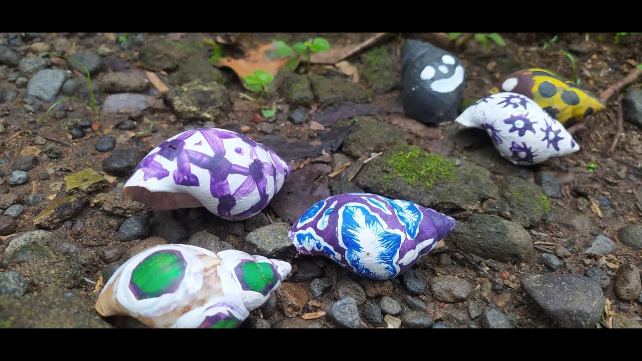 Hunting siput warna warni, siput kumbang, siput semangka, siput daun ...