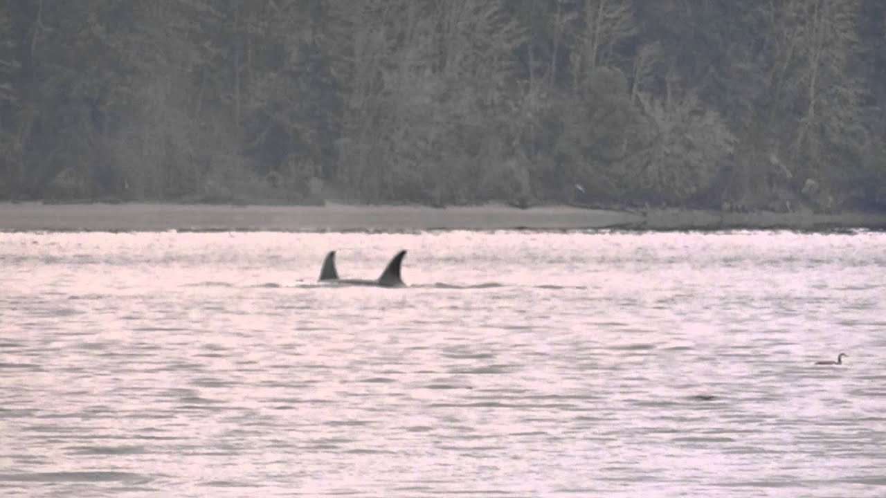 Orcas in Colvos Passage (Puget Sound - WA) December 29, 2012 - YouTube