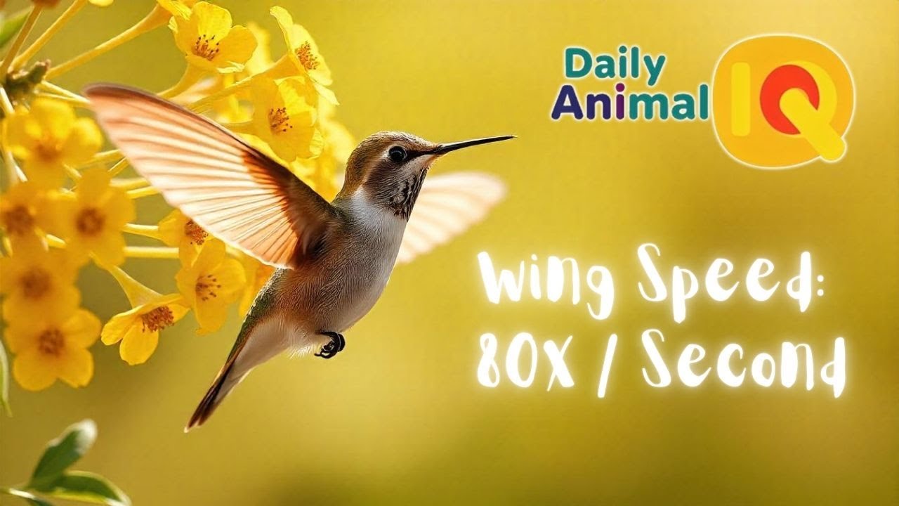 The Astonishing Speed of Hummingbirds' Wings! - YouTube