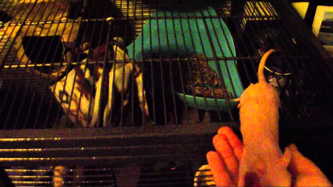 Rat Cam 18 - Spoild Rats! - YouTube