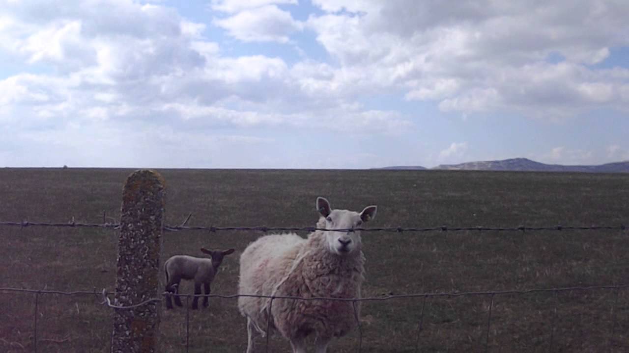 Sheep Says Meh BAAAAAAA talking - YouTube