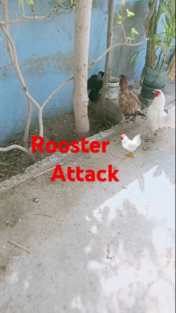 Rooster 🐓 Attack - YouTube