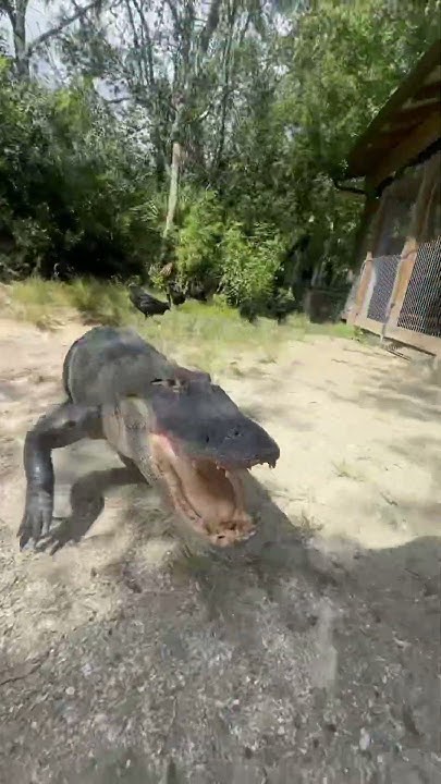 Sneaky Alligator Creeps up on Camera man! #youtubeshorts #alligator # ...