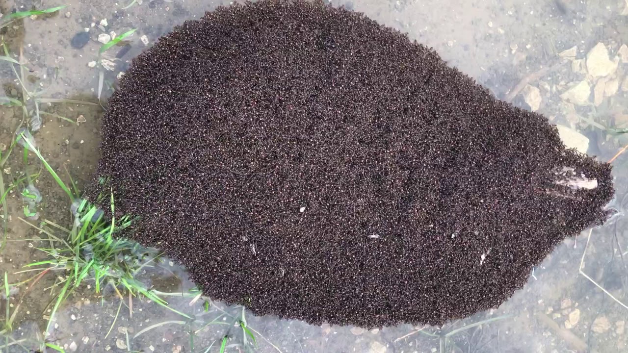 Floating raft of Imported Hybrid Fire Ants in Mississippi - YouTube
