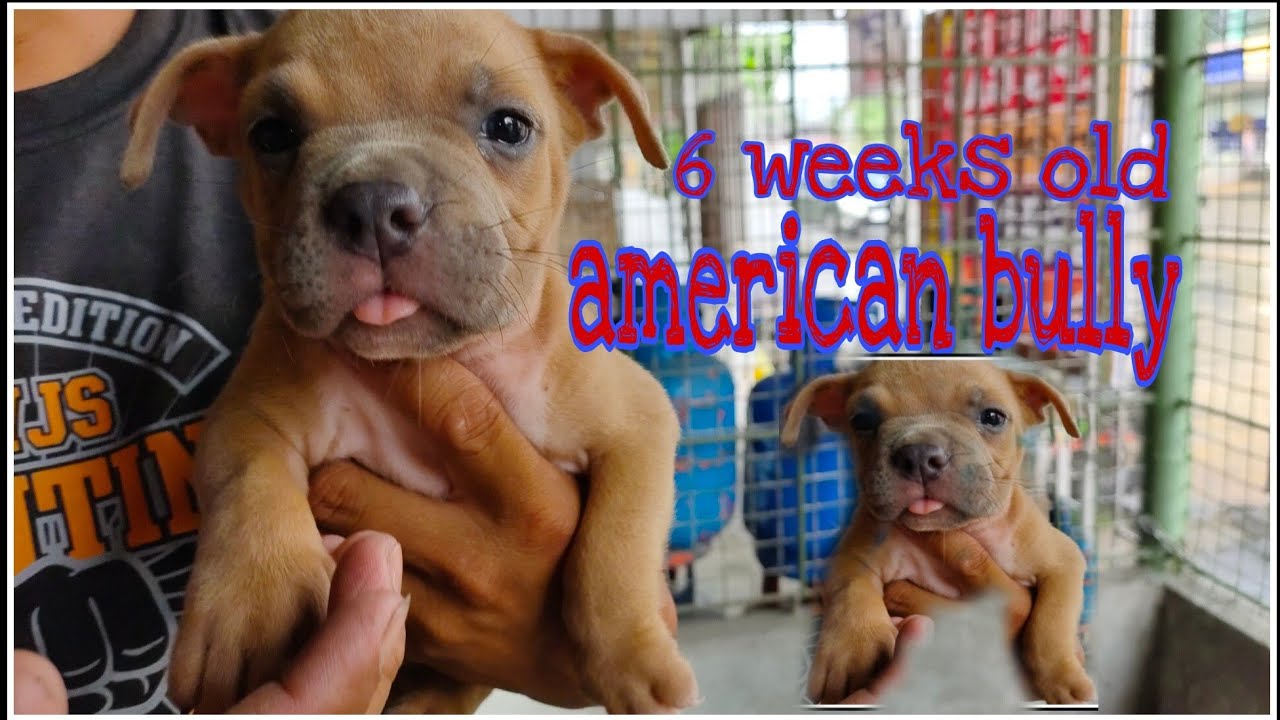 6 weeks old american bully #americanbully - YouTube