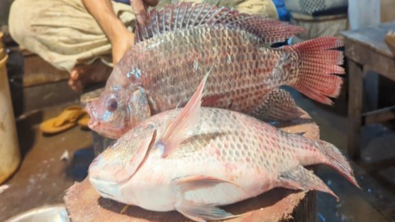 Amazing Tilapia Fish cutting Skills Ini Bangladesh Fish Market - YouTube