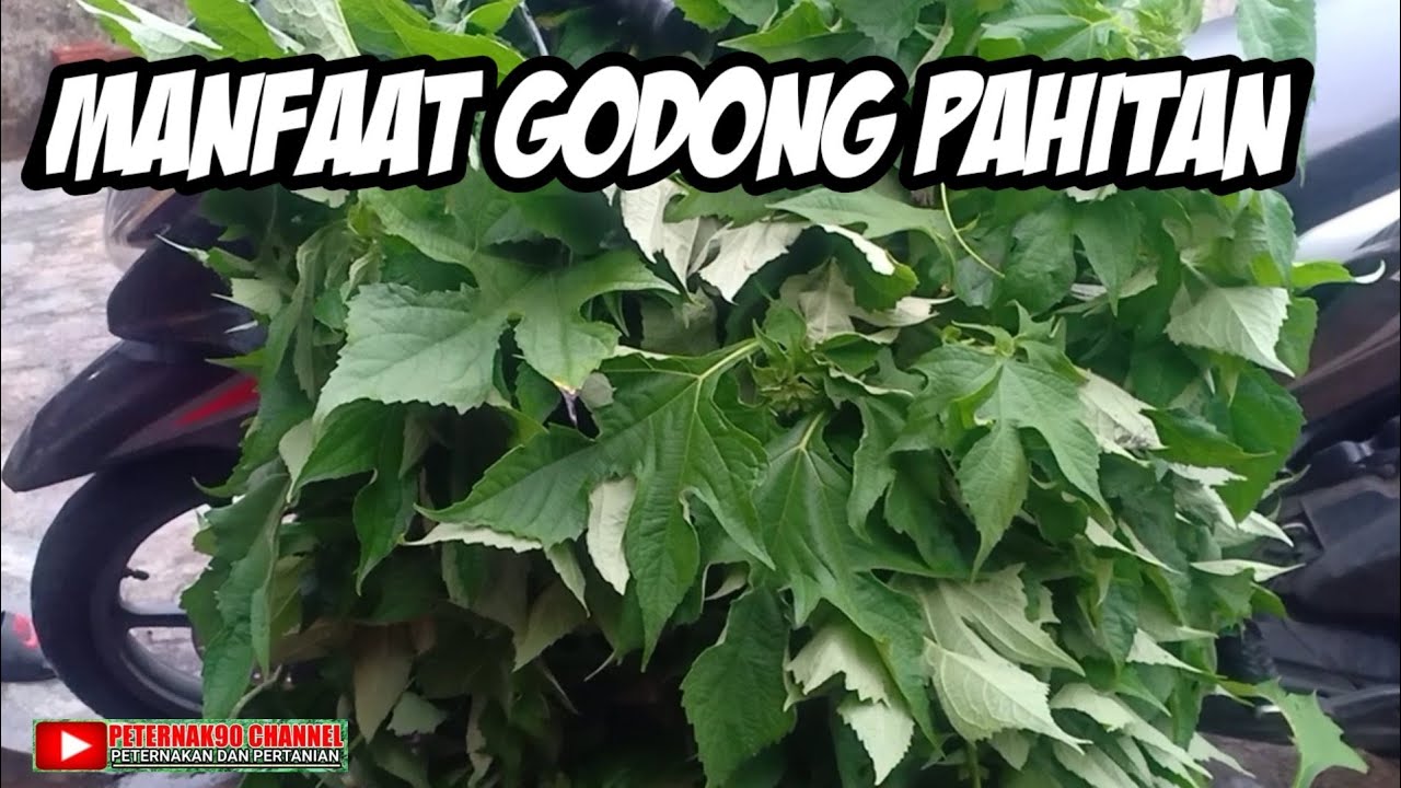 PAKAN TERNAK GRATIS MUDAH BIKIN SEHAT DAN GEMUK KAMBING - YouTube