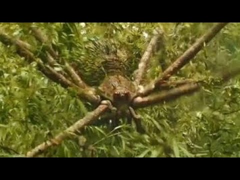 Mother Long Legs Explained - YouTube