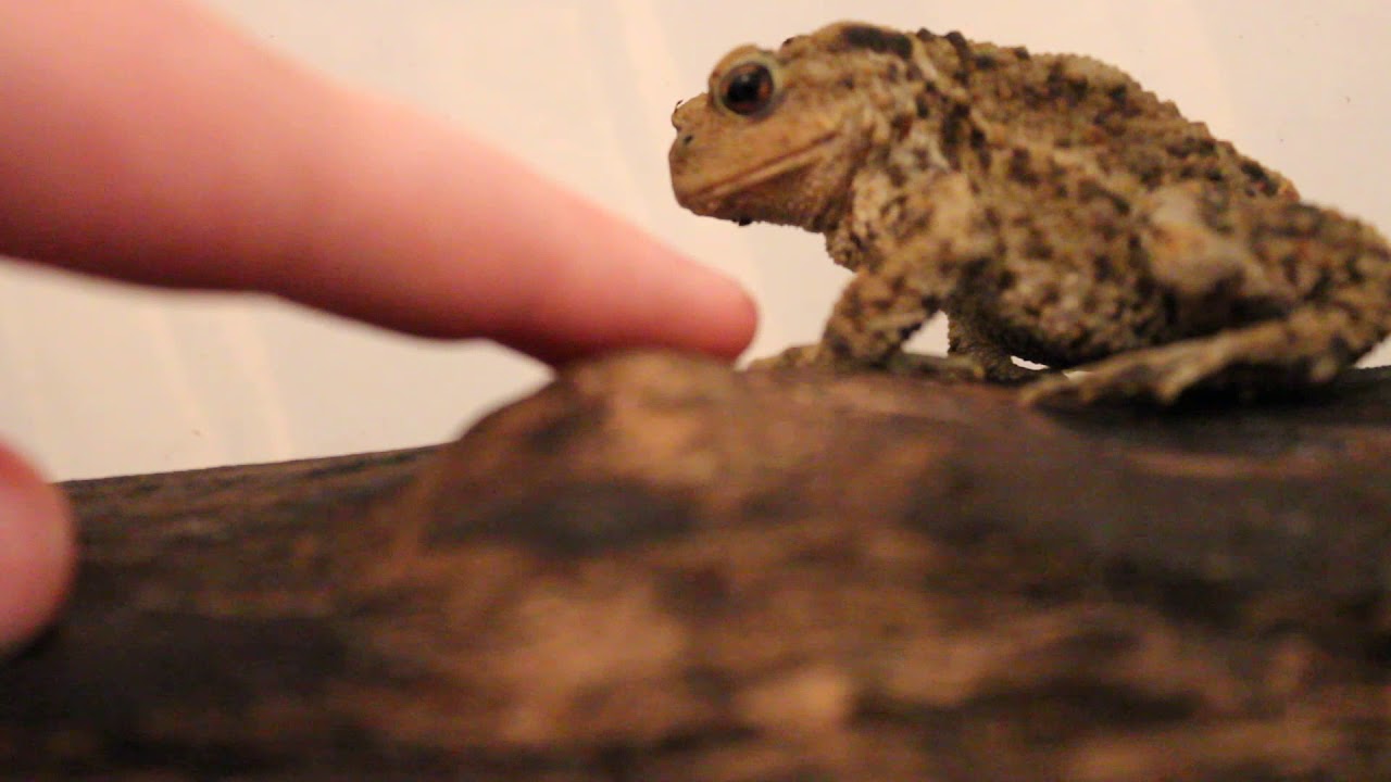 Fake Worm Prank On Toad (ROAD TO 1000 SUBS!) - YouTube