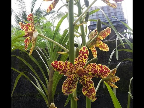 Spektakuler 3 spike ! Pesona Bunga Anggrek Tebu - Grammatophyllum ...