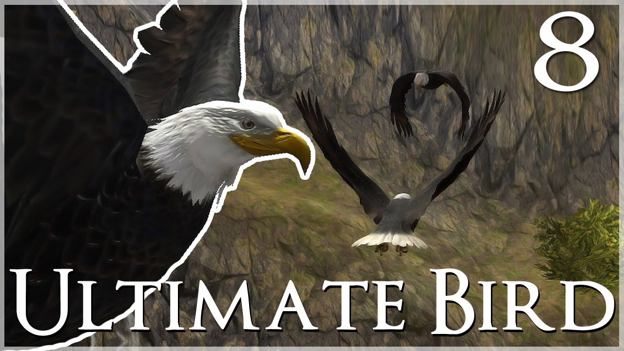 A Bear-y Wild Goose Chase!! 🐦 Ultimate Bird Simulator - Episode #8 ...