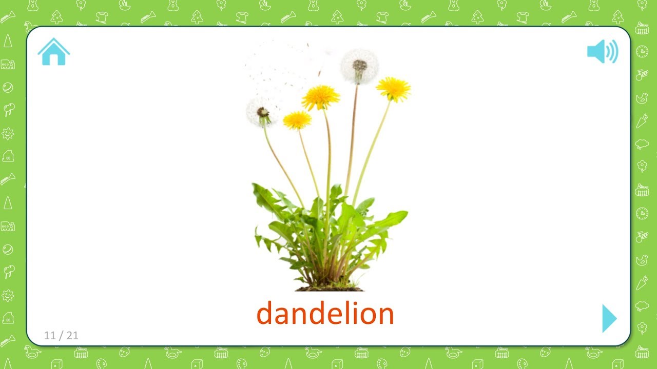Dandelion - Flowers - Flashcards for Kids - YouTube