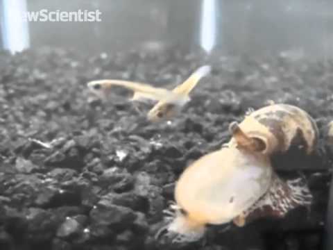Snails use insulin weapon to swallow fish whole