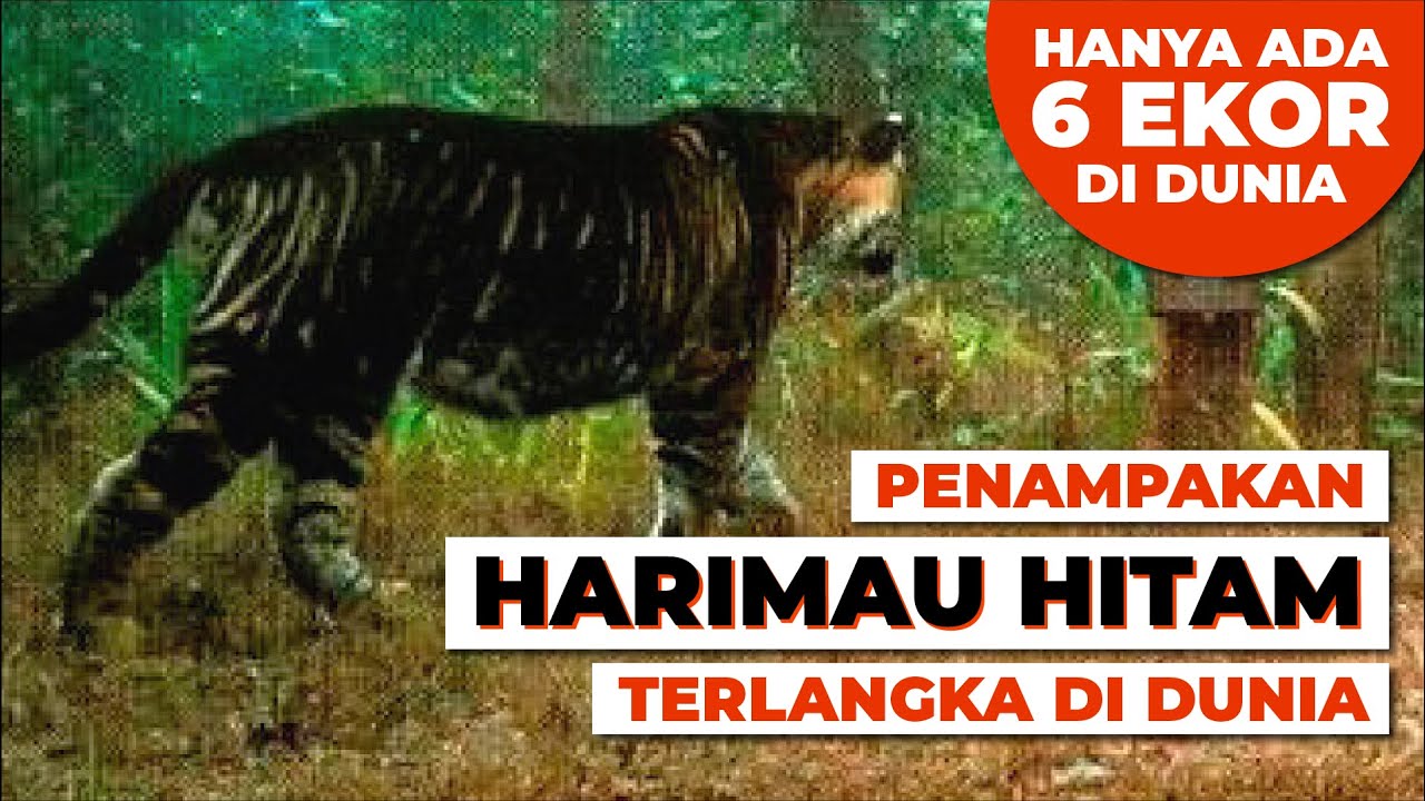 Harimau Hitam Paling Langka di Dunia Tertangkap Kamera Hutan # ...