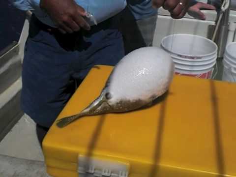 Nick Catches a Puffer Fish in Hawaii - YouTube