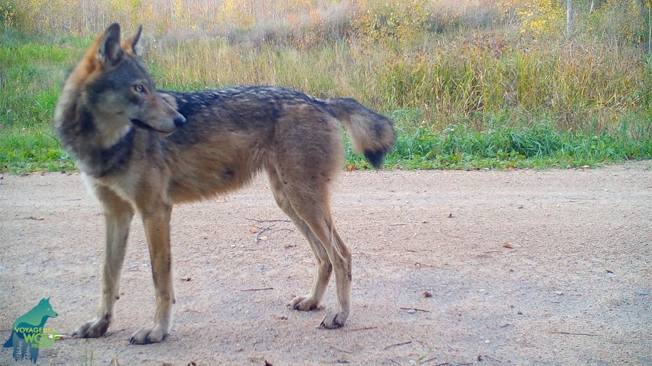 New strange pair of wolves in the Tamarack territory - YouTube